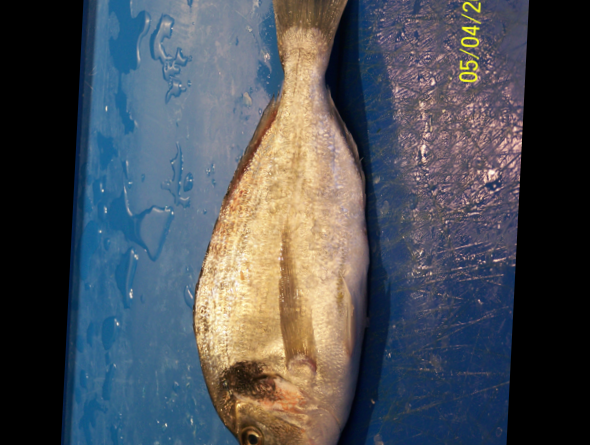 Robo Fish - Roboflow Universe