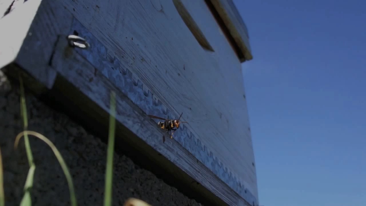 Asian Hornet Video Detection Object Detection Dataset by Use Case Asian Hornet Detection