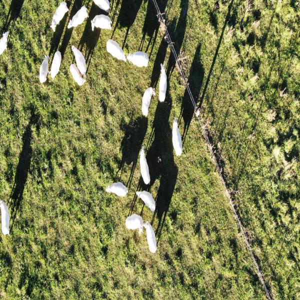 sheep-clone Object Detection Dataset and Pre-Trained Model by gg