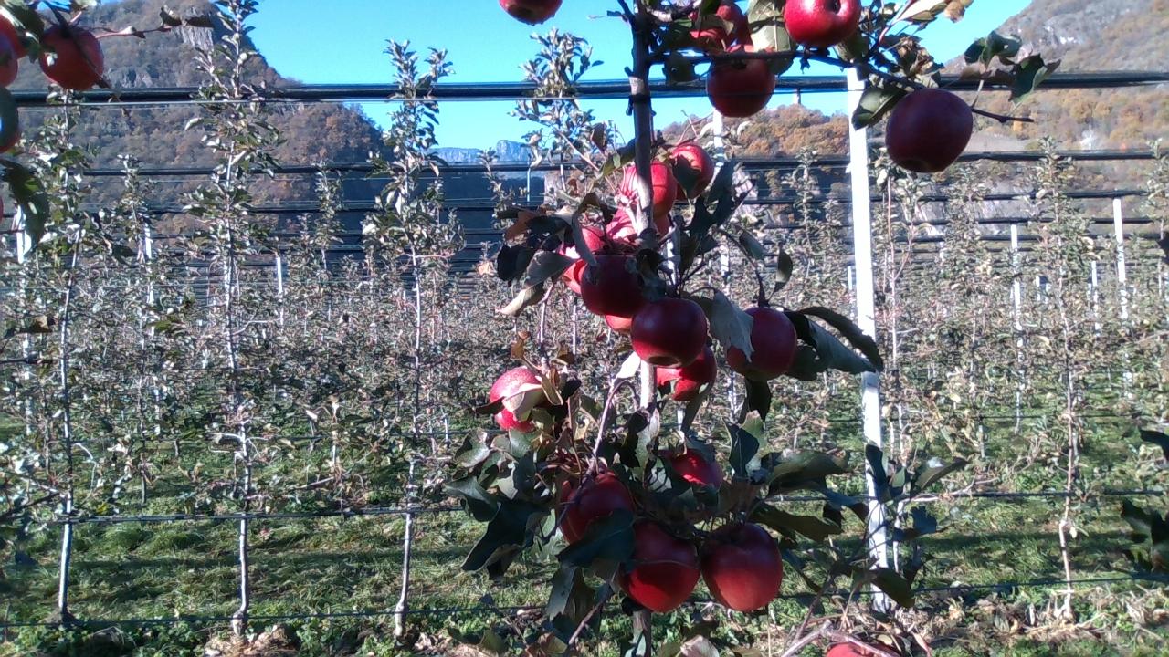 Aigritec's Apples Instance Segmentation Dataset by Aigritec