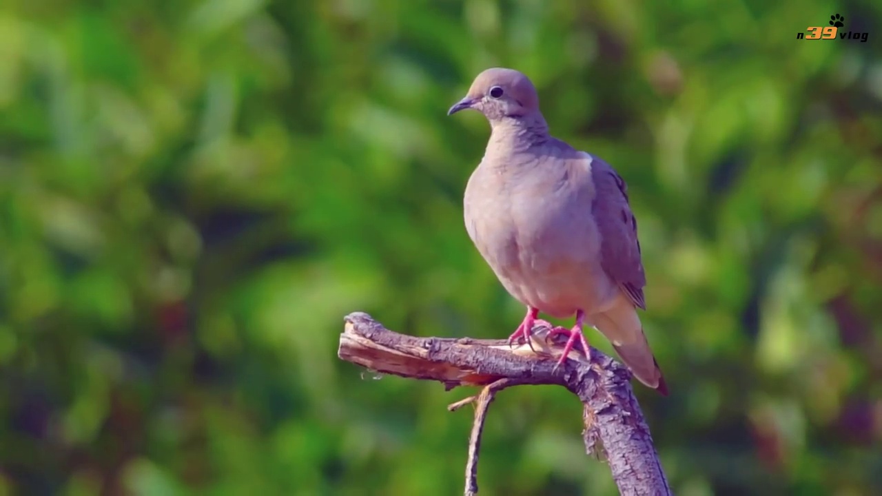 Pigeon detector Object Detection Dataset by Tensorgrass