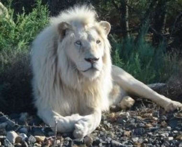 lion Object Detection Dataset by Team