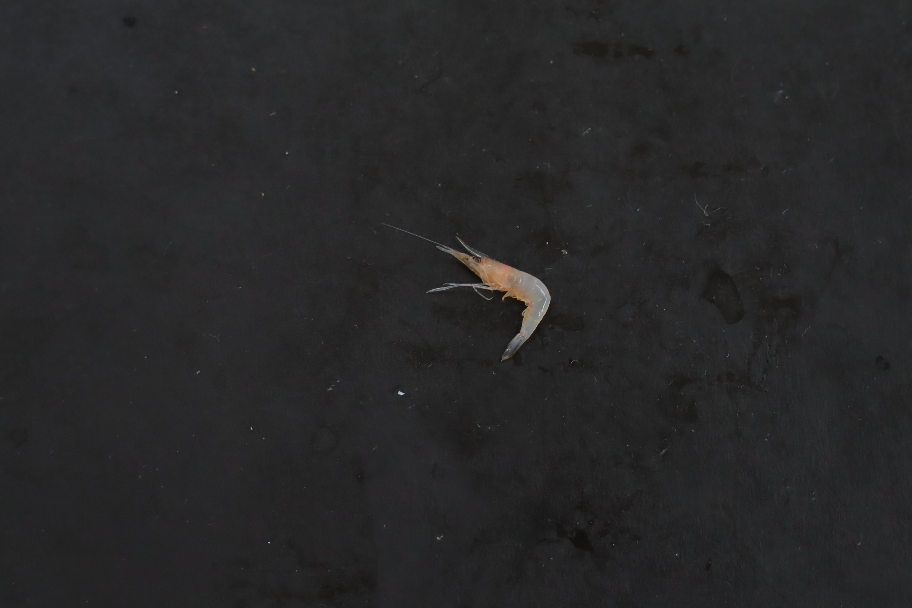 Prawns Detection Object Detection Dataset and Pre-Trained Model by Aqua Detect