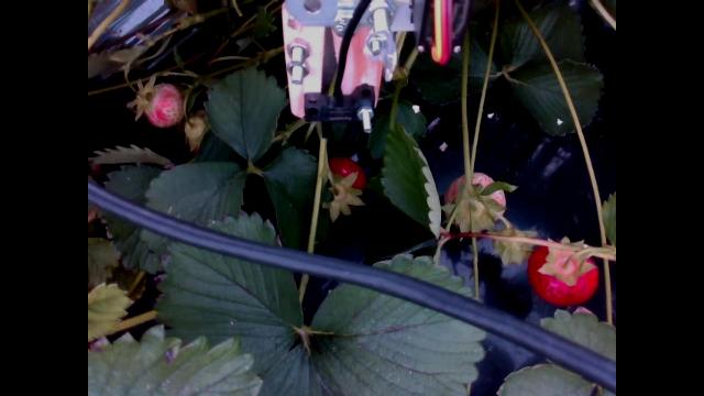 Strawberry Detection Object Detection Dataset And Pre Trained Model By Project