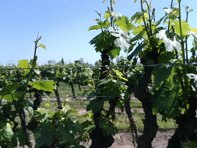 How to Use the Nighttime Grape Flower Clusters Object Detection API