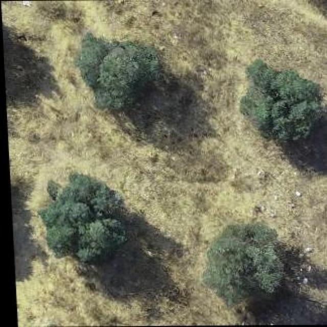 Tree Detection Instance Segmentation Dataset And Pre Trained Model By