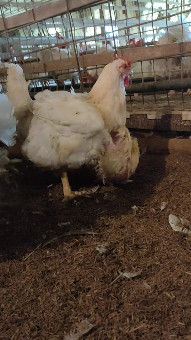 Yolov8 Object Detection Dataset (v4, Bounding Box- Flip Rotation Blur ...