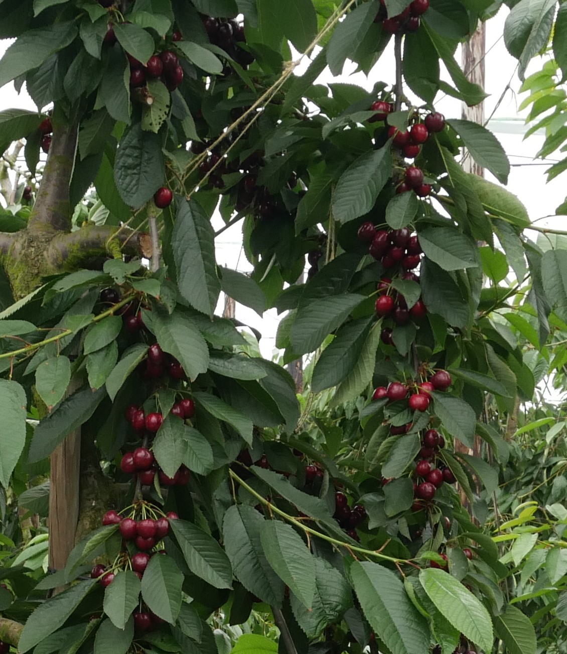 cherry detector Object Detection Dataset and Pre-Trained Model by Aun Ali