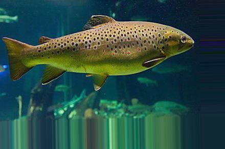 Mate rov Object Detection Dataset and Pre-Trained Model by auv