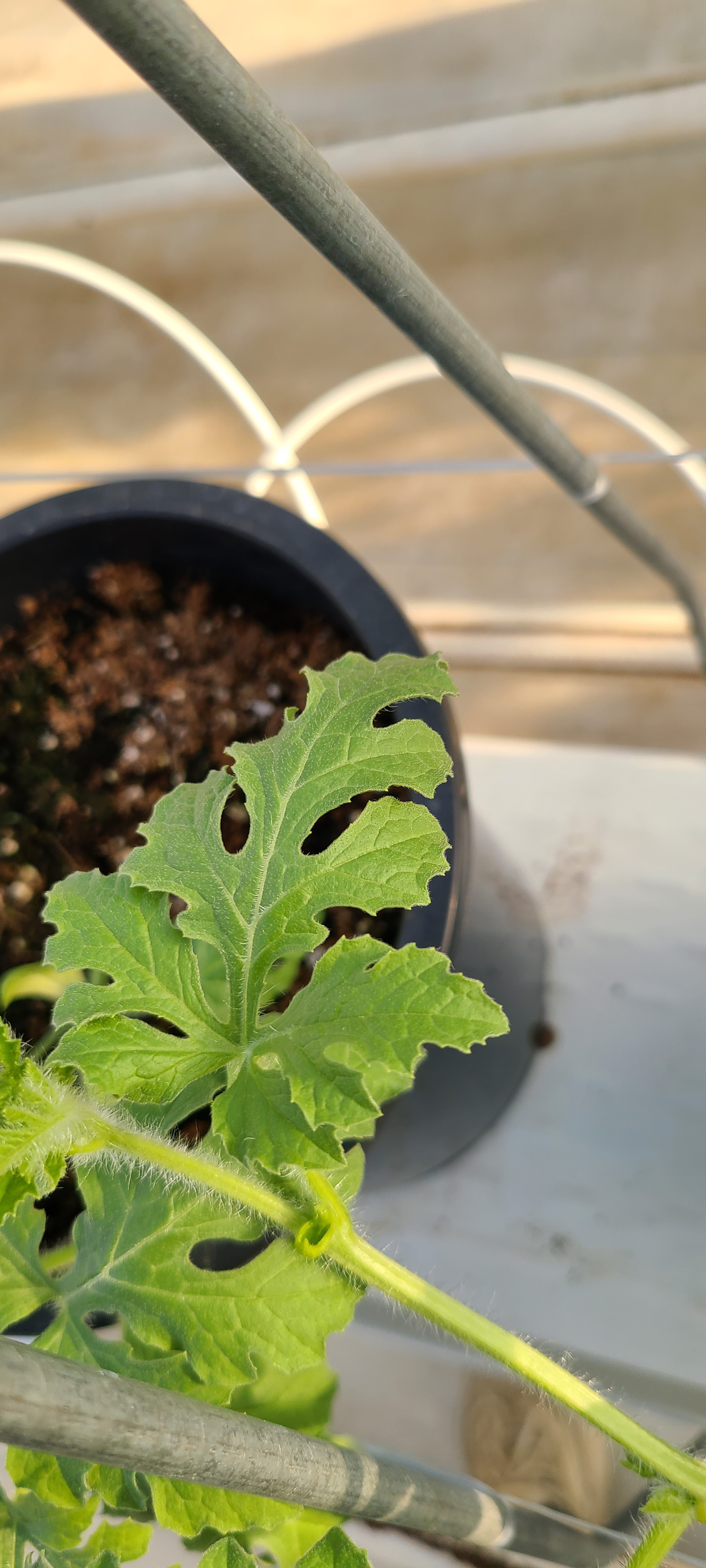 watermelon Object Detection Dataset by project-wtpan