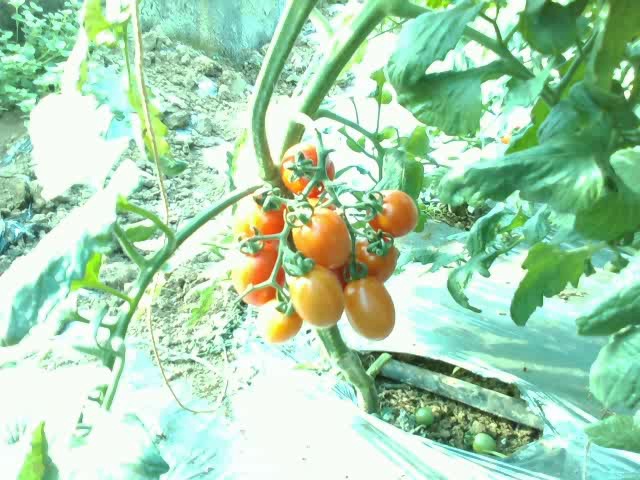 Yolov5 Object Detection Dataset By Sun