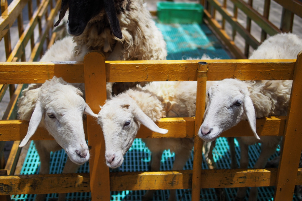 Sheep Classification Object Detection Dataset by sheep classification