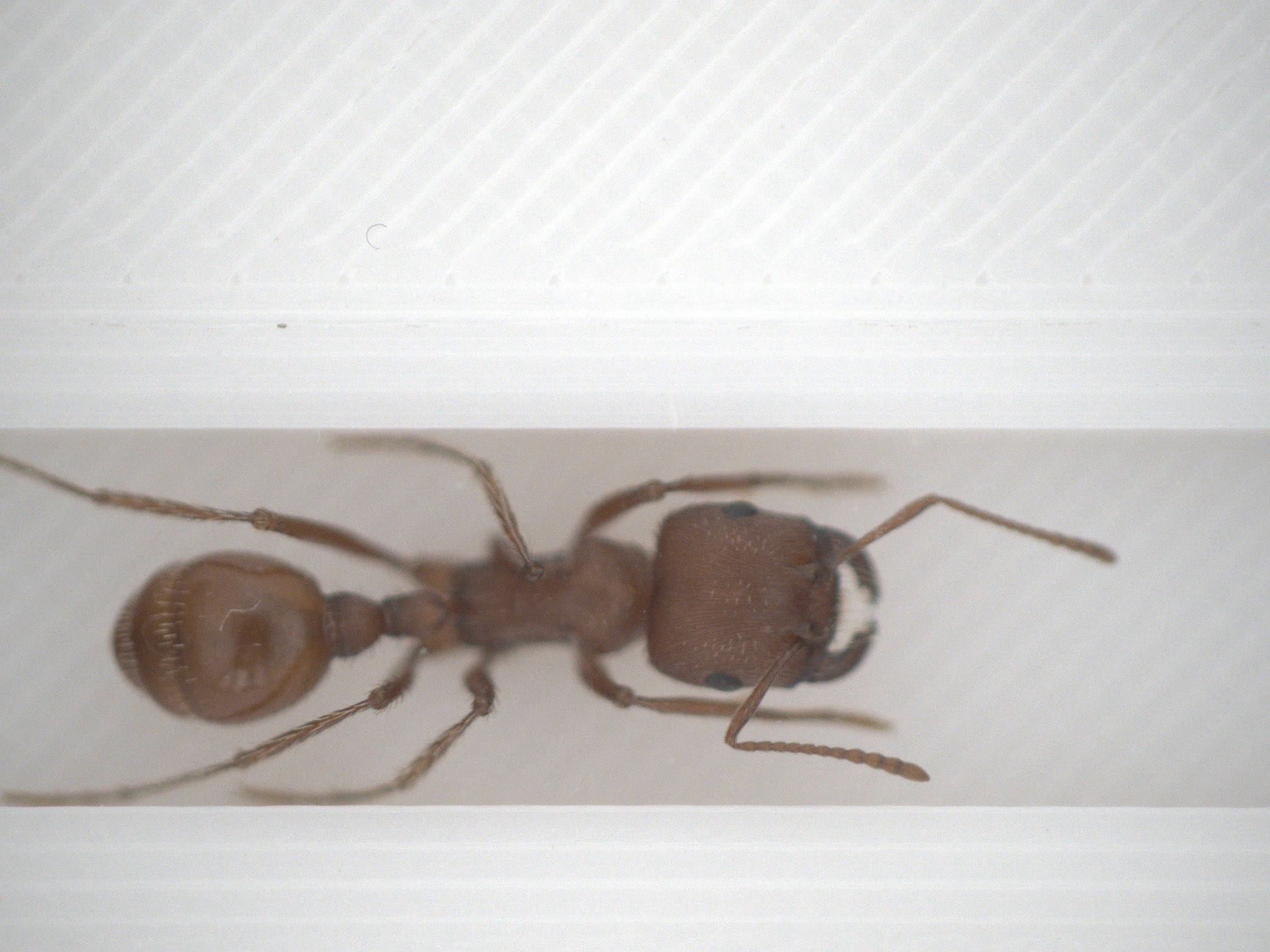 Ant Body Detect Object Detection Dataset And Pre Trained Model By Antid