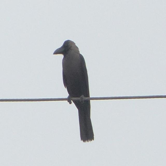 crow detection Object Detection Dataset by crows crow detection Object Detection Dataset by crows