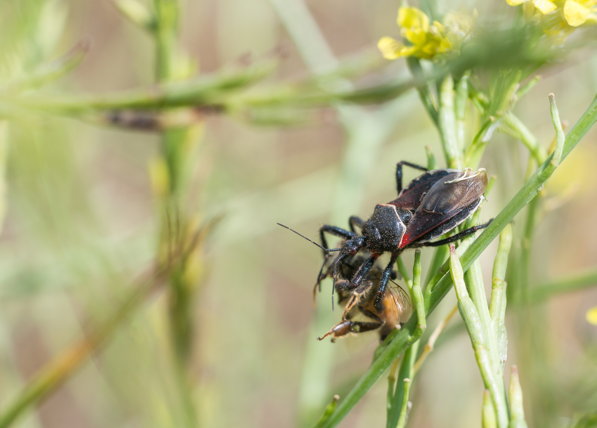 insectdetector Object Detection Dataset and Pre-Trained Model by ...