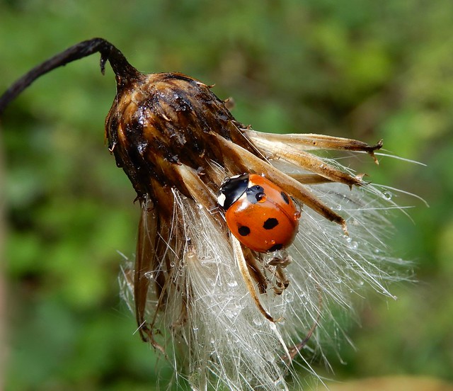 Ladybug Object Detection Dataset by class