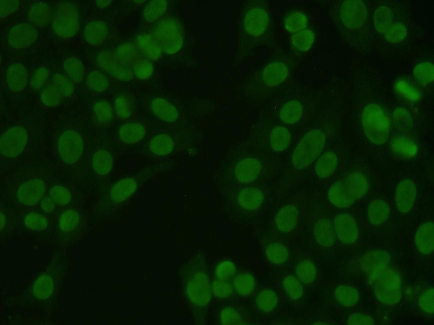 cells Object Detection Dataset by Ahmet Altay