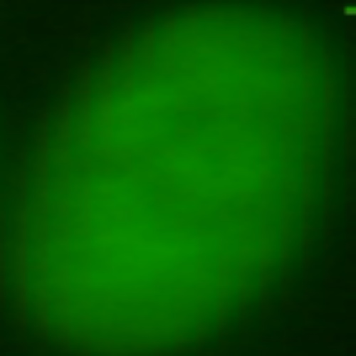 Cell Object Detection Dataset By Ahmet Altay