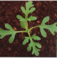 ambrosia artemisifolia Object Detection Dataset by maleza