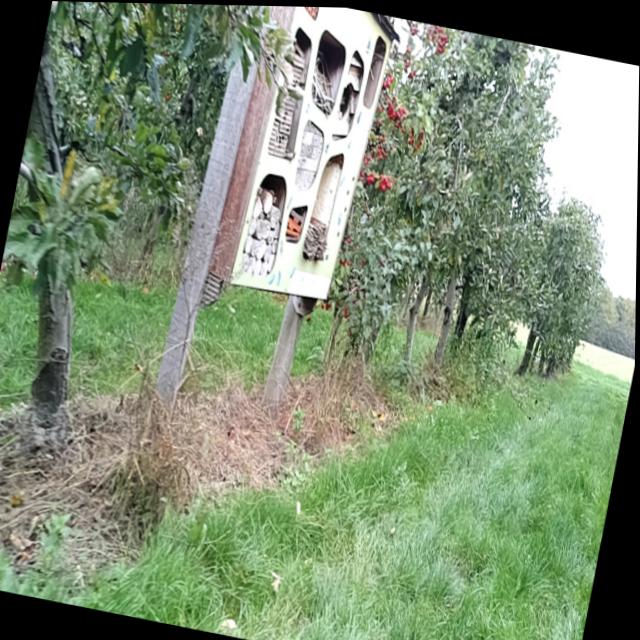 instance_stems Instance Segmentation Dataset and Pre-Trained Model by Copy wageningen