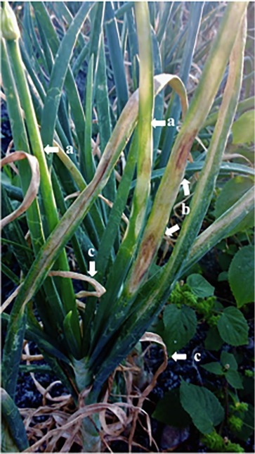 Onion Leaves Detector V2 Object Detection Dataset by ICENHS Rutherford