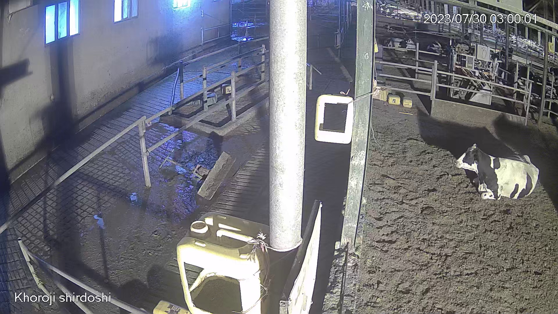 Cow Detection Object Detection Dataset And Pre Trained Model By