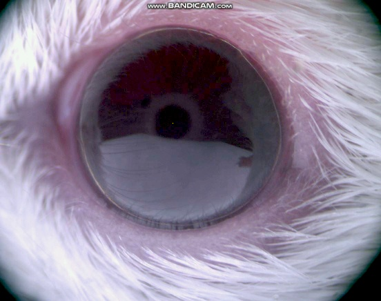 Eye Testing Instance Segmentation Dataset and Pre-Trained Model by ...