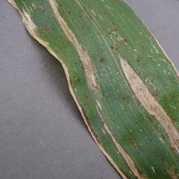 Corn - Northern Leaf Blight Object Detection Dataset by Thesis