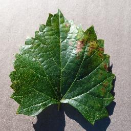 Grape - Esca - Black Measles Object Detection Dataset by Thesis