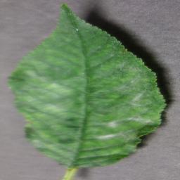 Cherry - Powdery Mildew Object Detection Dataset by Thesis