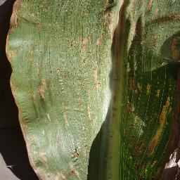 Corn - Cercospora Leaf Spot - Gray Leaf Spot Object Detection Dataset ...