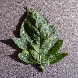 Tomato - Spider Mites - Two-Spotted Spider Mite Object Detection ...