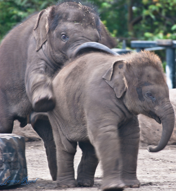 elephant dataset Object Detection Dataset by Ng Wei Xiang