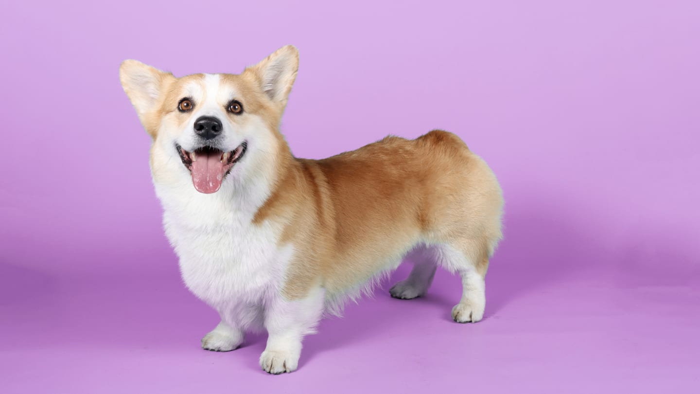 245 Object Detection Dataset by Jing