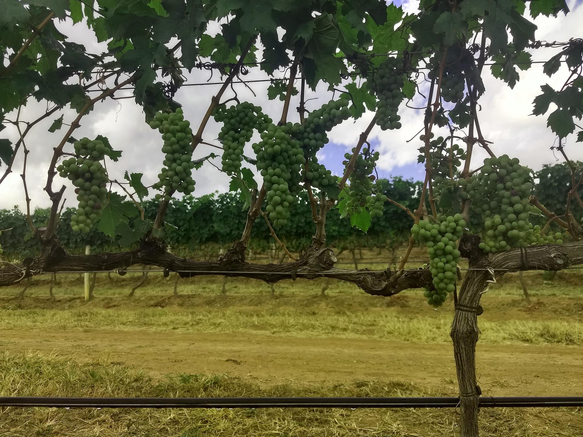 YOLO-AUG Object Detection Dataset by Grape detection YOLO-AUG Object Detection Dataset by Grape detection