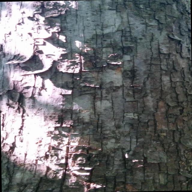 Indian_Tree_Bark Classification Dataset by magic techs