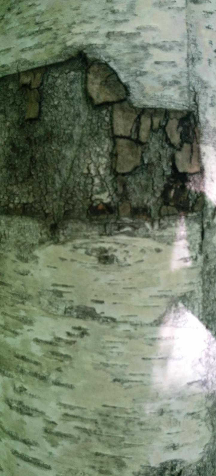 Indian_Tree_Bark Classification Dataset by magic techs