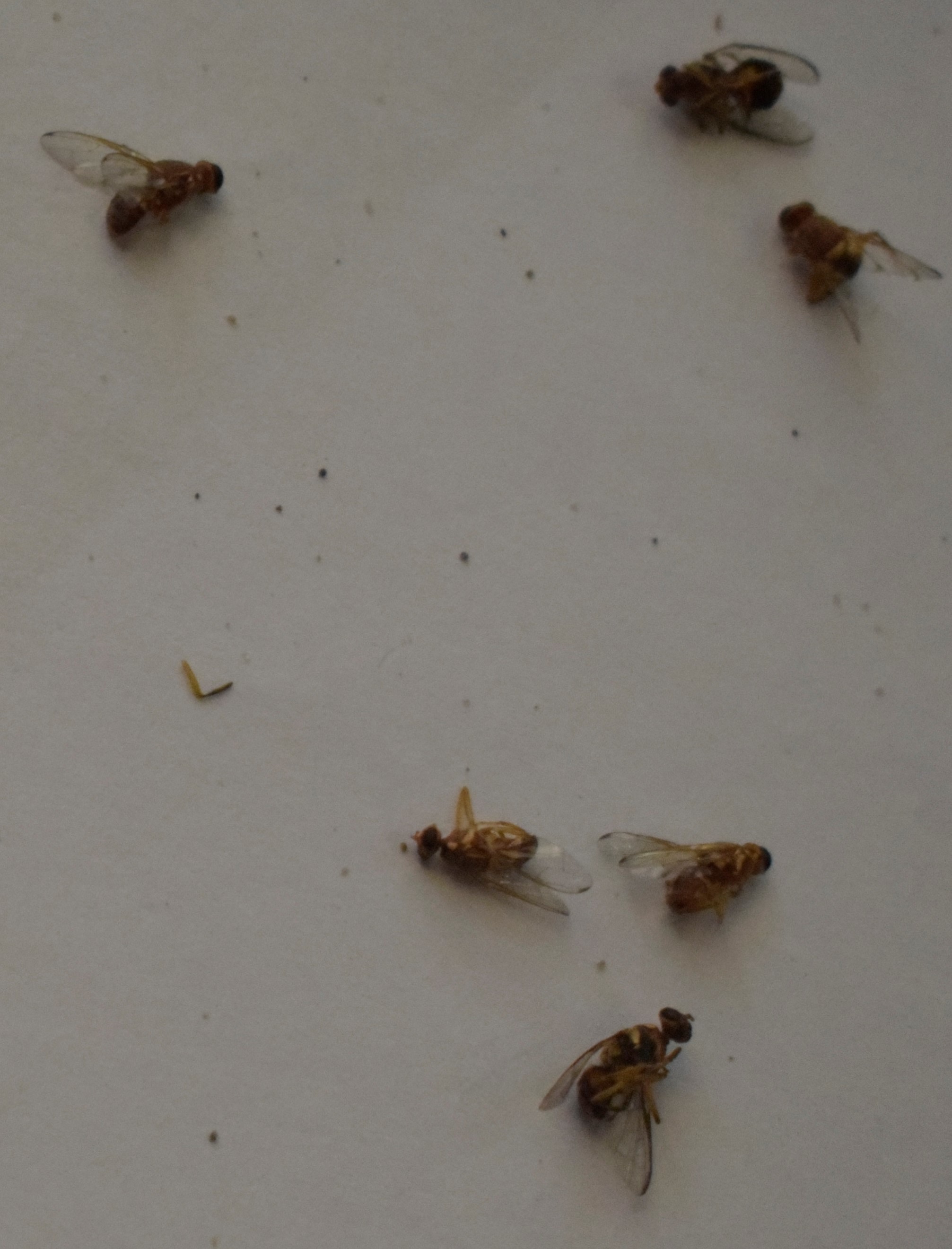 fruit_fly_detection Object Detection Dataset and Pre-Trained Model by aishas minor project