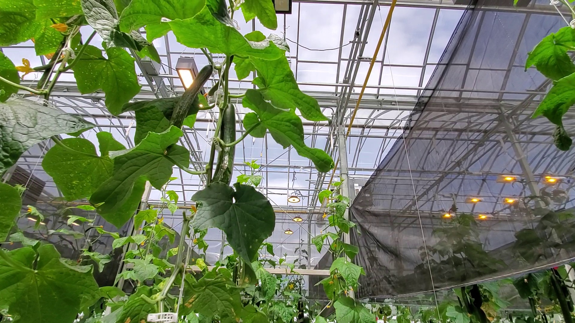 Cucumber Ca Object Detection Dataset By Brian