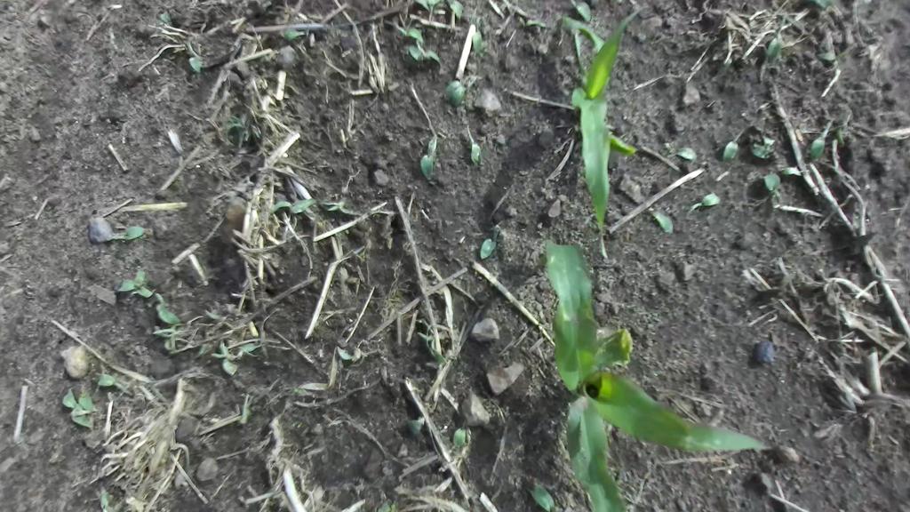 Segmenter Instance Segmentation Dataset and Pre-Trained Model by Segment