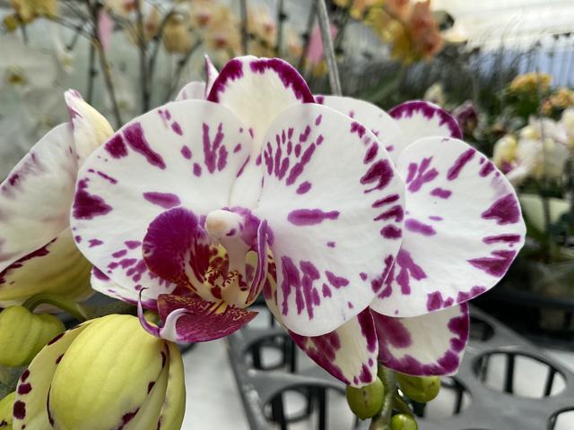 IMG51_100 Object Detection Dataset by FLOWER