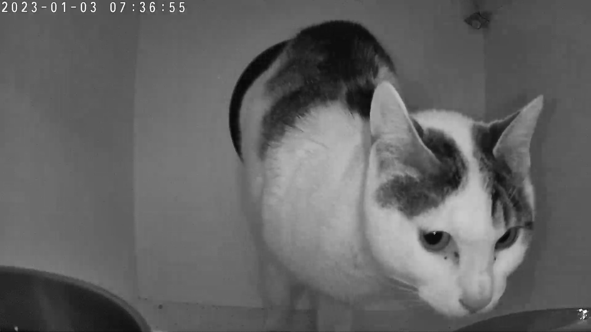 Cat Detect Object Detection Dataset By Project D5dvo