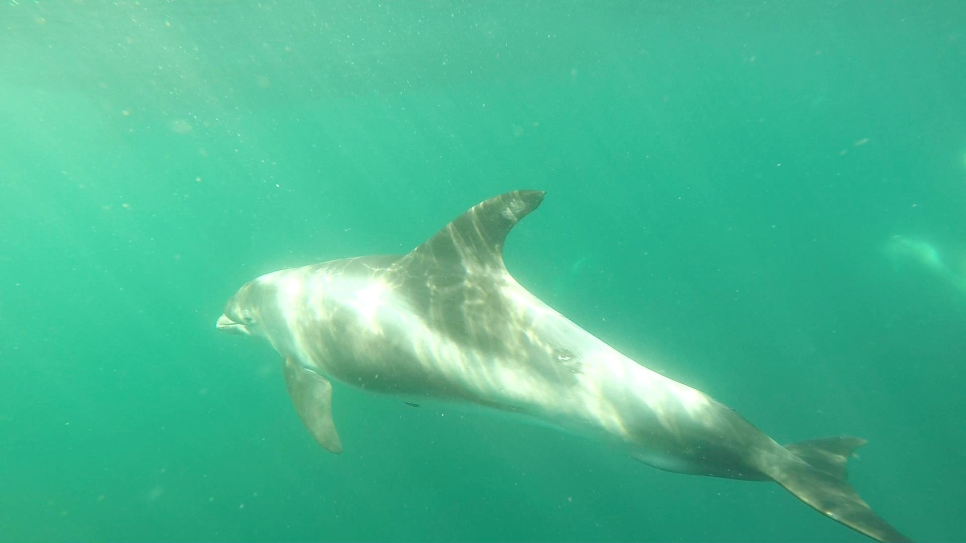Dolphin Sub classification - GC Classification Dataset by LJMU