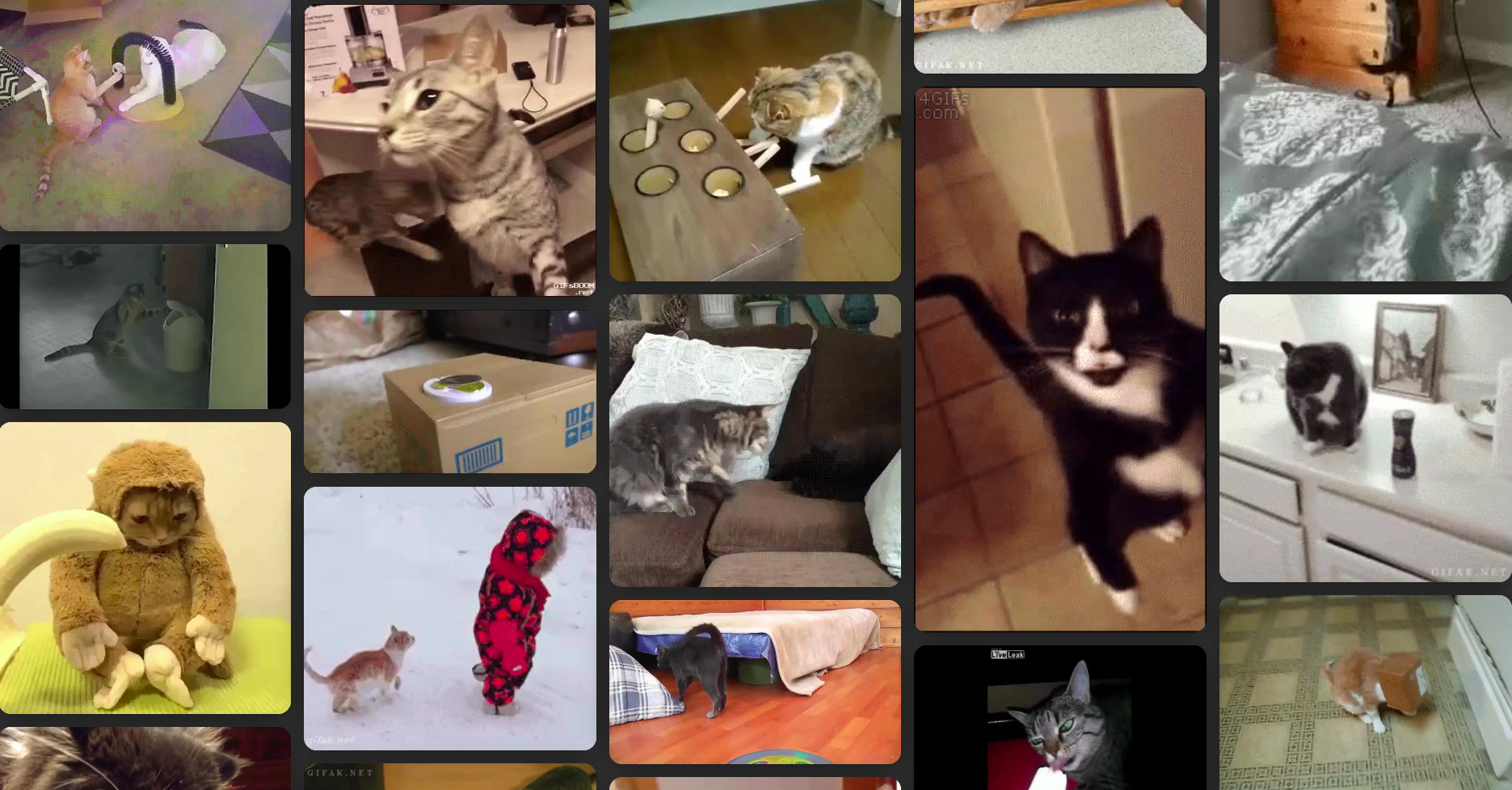 Cat Detection Object Detection Dataset By Tony Lmpada