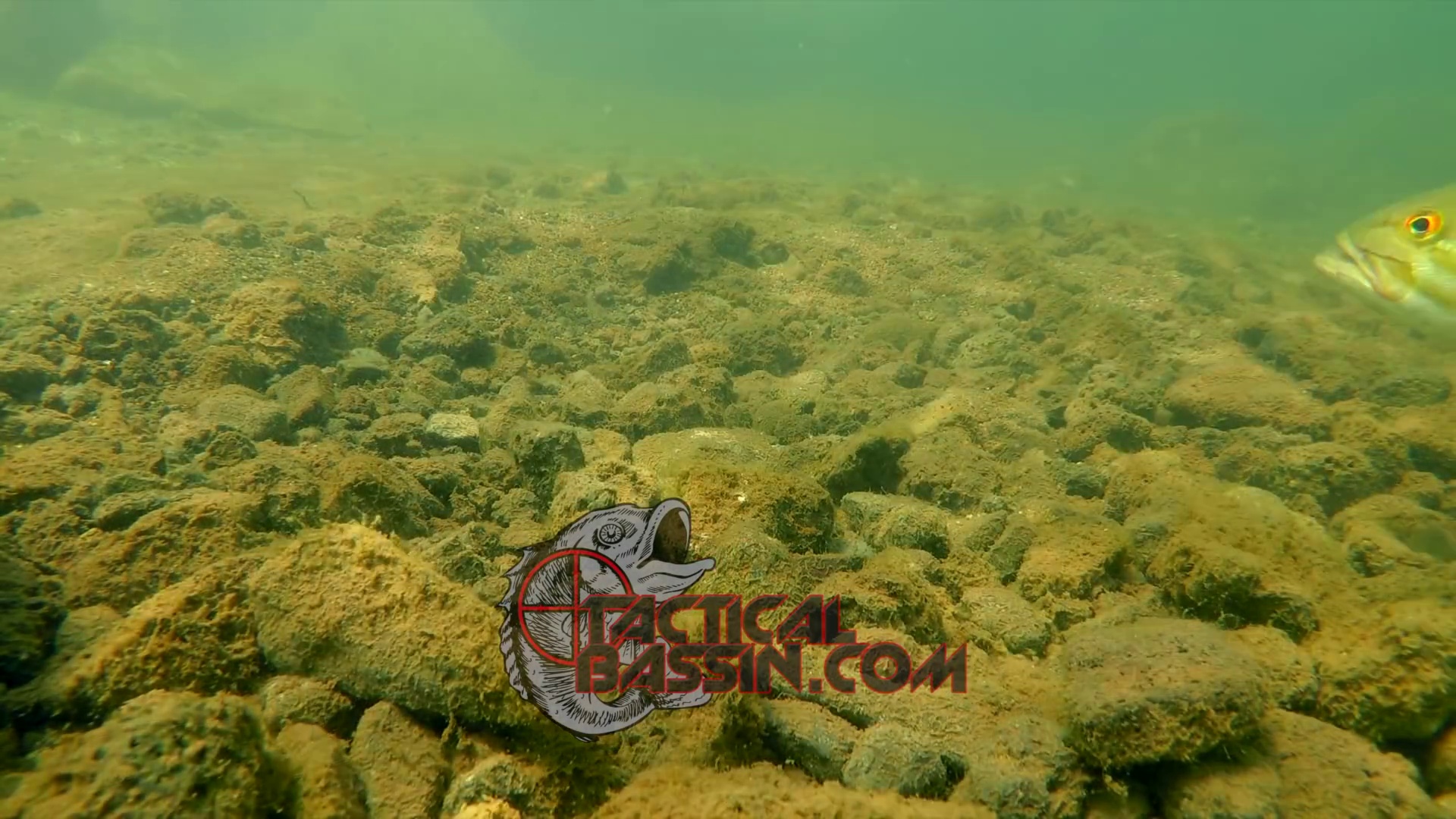 clean_water_fish_fin_detector Object Detection Dataset by nathan han