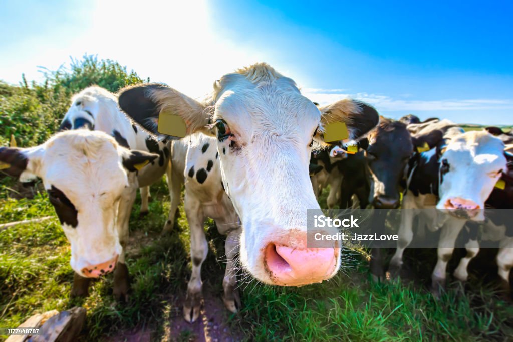 cow nose Object Detection Dataset and Pre-Trained Model by ilma university