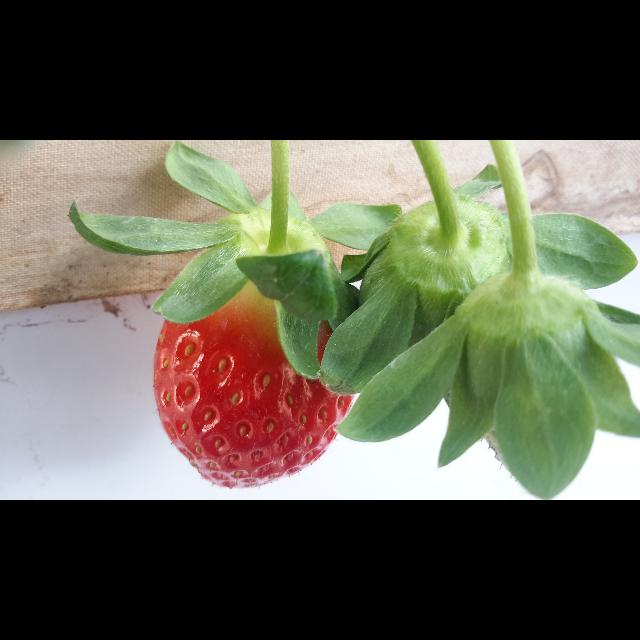 strawberry Object Detection Dataset and Pre-Trained Model by strawberryclassify