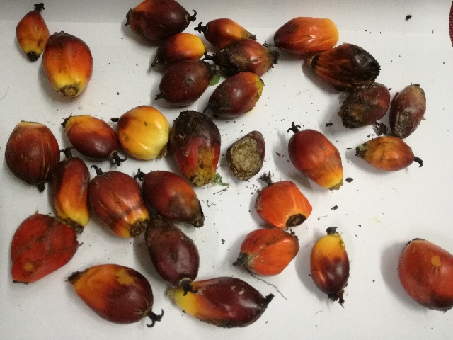 Lee Teng Ching - Roboflow Universe