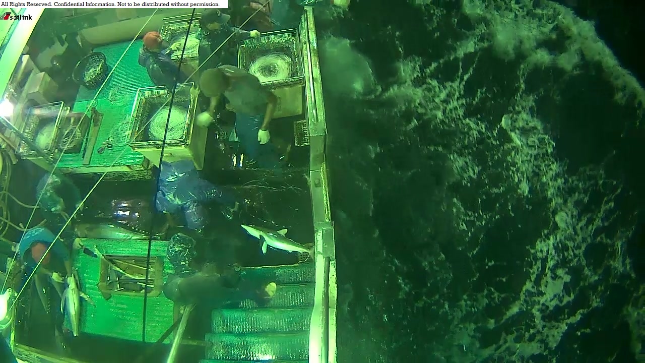 fish detection and classification using YOLOv7 Computer Vision Dataset ...