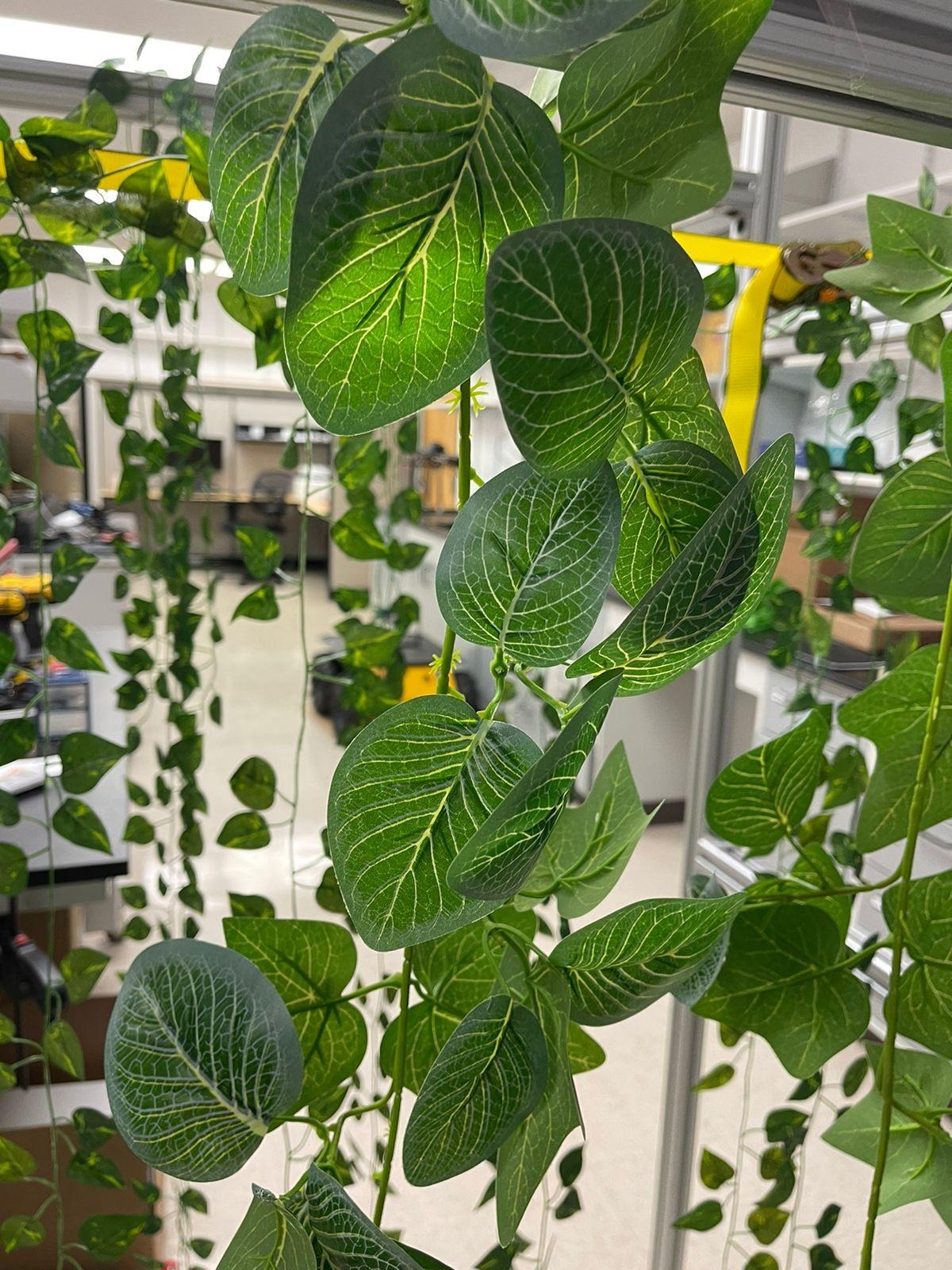 Stem identification Instance Segmentation Dataset and Pre-Trained Model by Virginia Tech